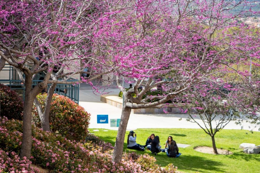 The unexpected arboretum: CSUSM benefits from sustainable approach to ...
